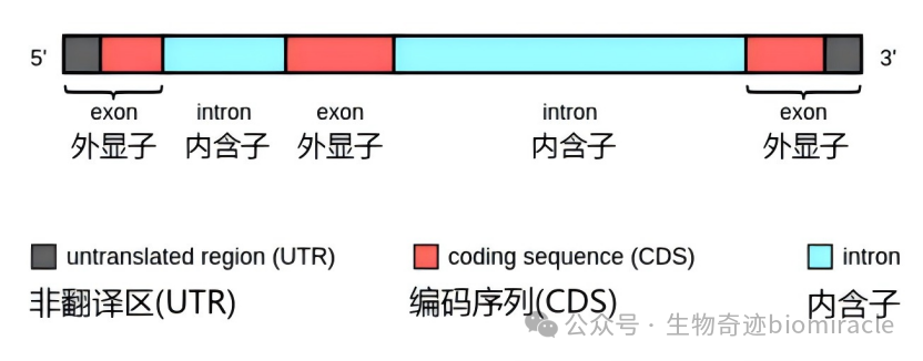 外显子、内含子、UTR、CDS、ORF，你分清楚了吗？ - 智慧医疗